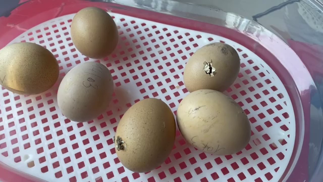 Pod - Naissance Poussin Bas Riviere