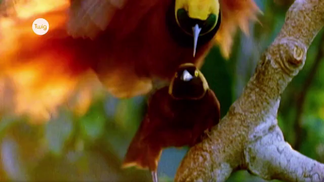 Pod - Vidéo Maskott La Spéciation