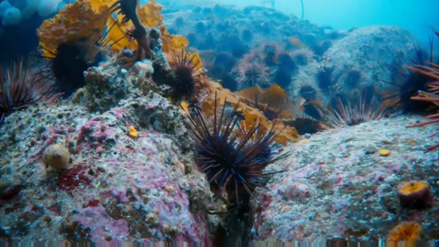 Pod - Un Écosystème Marin Côtier : La Forêt De Kelp