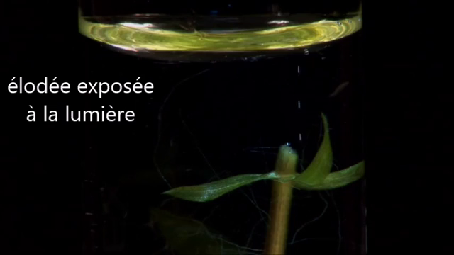 Pod - 6e Elodée 3 Obscurité