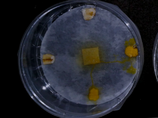 Pod - Timelapse Blob Protocole Exploitation