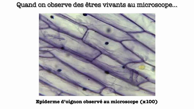 Pod - Cellules Observées Au Microscope